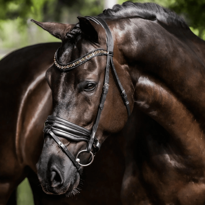 Horse Bridles for Dressage & Campdrafting | Durable & Comfortable ...