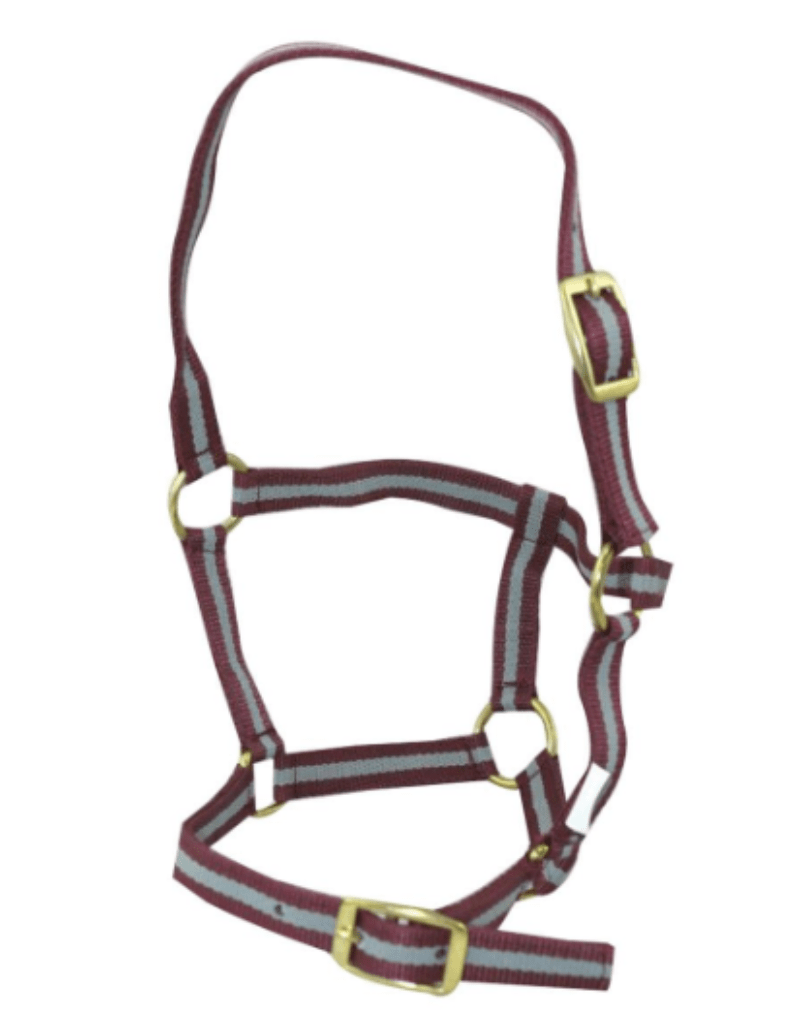 Eureka Halter with Brass Fittings Two-Tone – Gympie Saddleworld ...