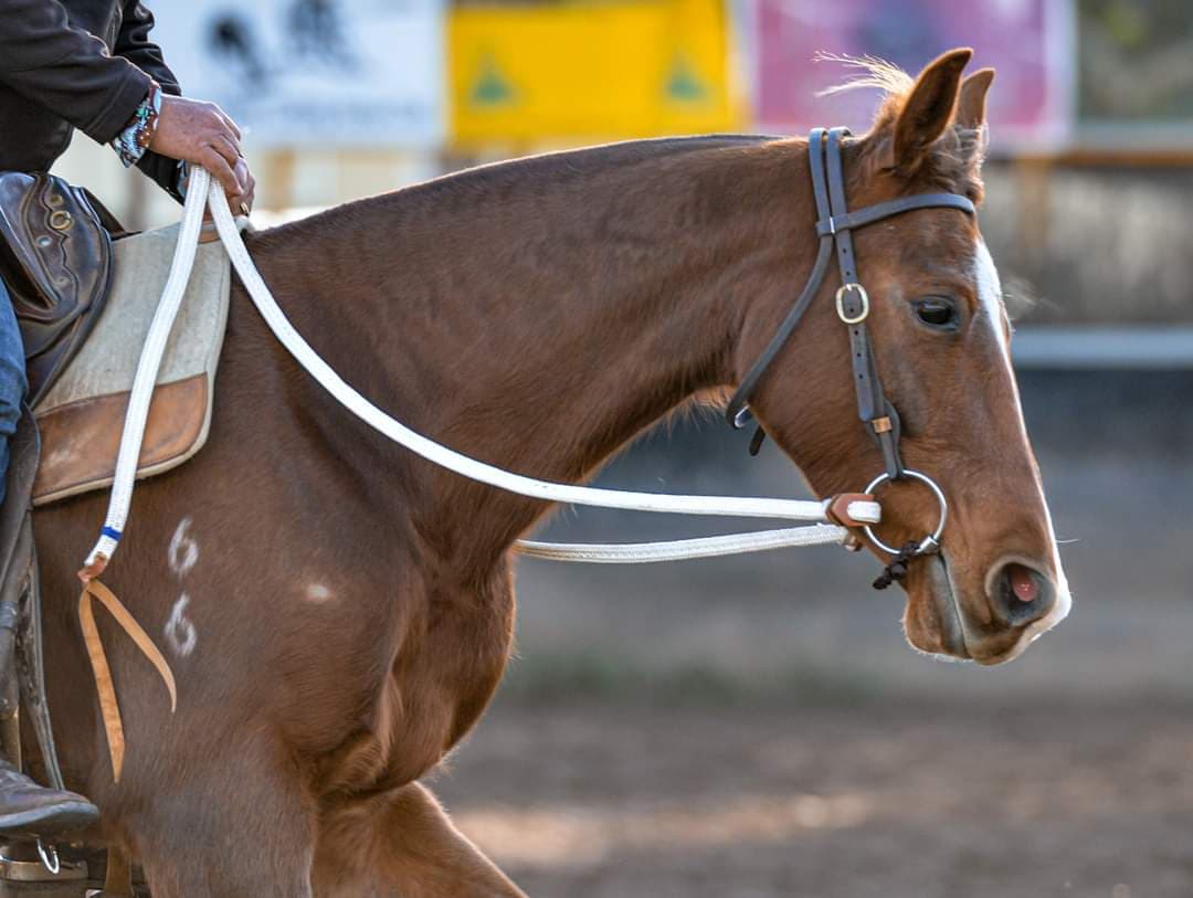 Toprail Flat Braided Split Campdraft Reins – Gympie Saddleworld ...